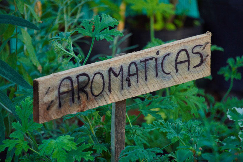 Plantas aromáticas