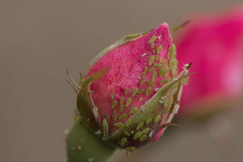 Cómo combatir los pulgones del rosal