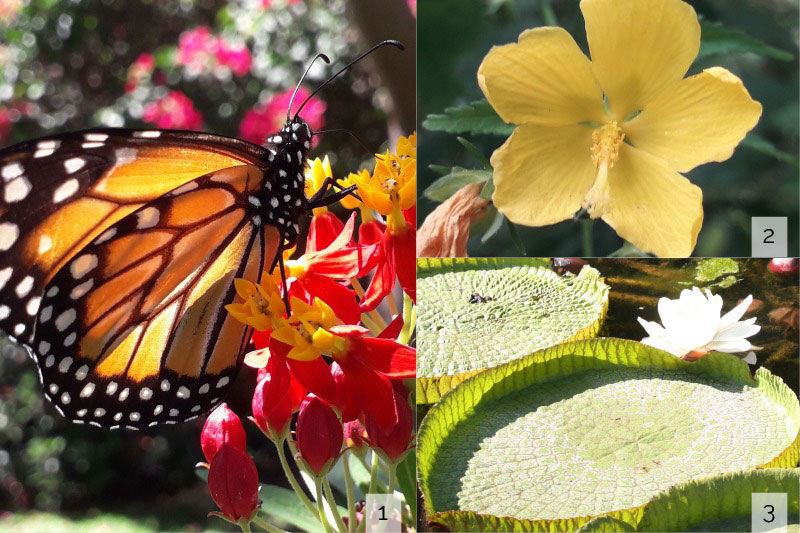 Curiosidades sobre tres plantas y tres insectos