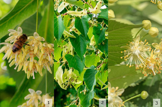 Tilo: cómo distinguir a tres de los más comunes