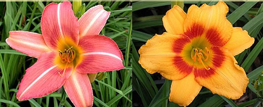 Vivero de Hemerocallis - Agrícola Amoité